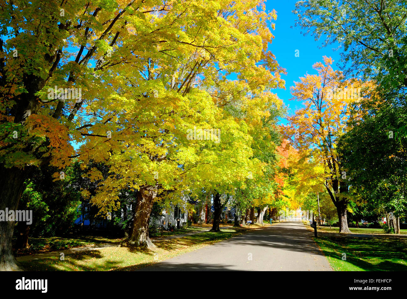 Fall colors in autumn with Maple Tree on Lake Huron Shore near ...
