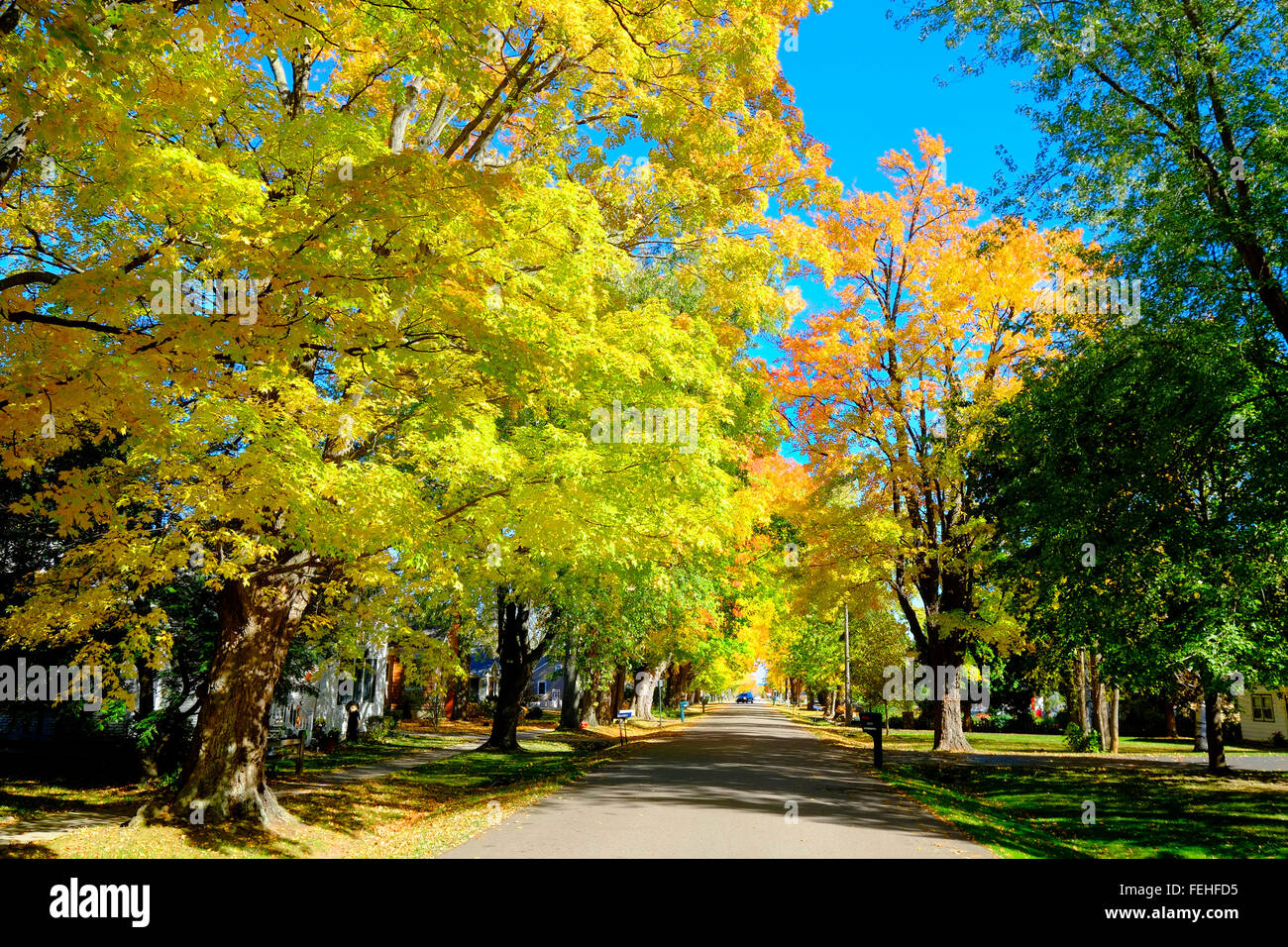 Fall colors in autumn with Maple Tree on Lake Huron Shore near ...