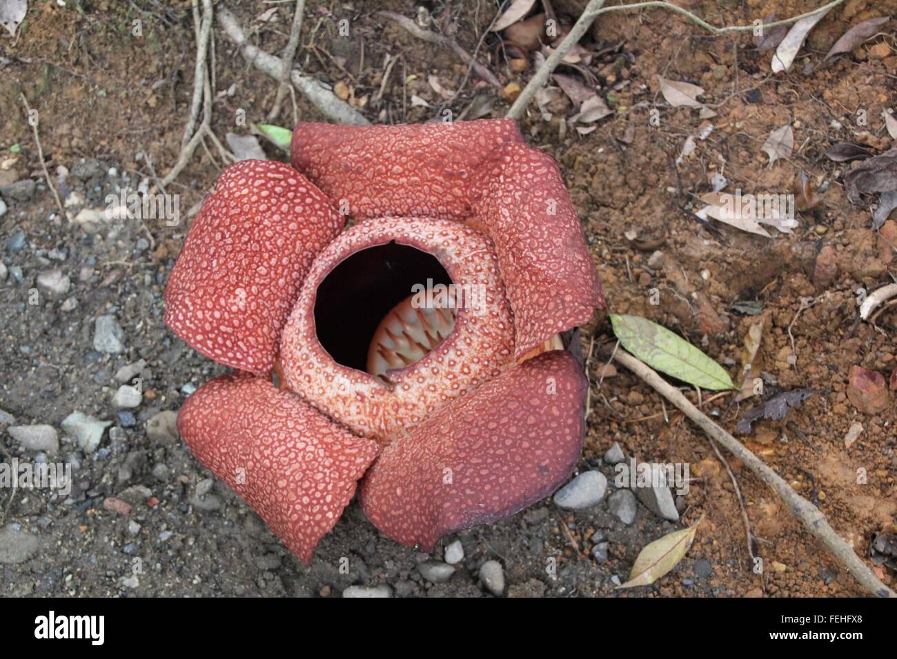 Raffelsia Flower growing in the wild Stock Photo - Alamy