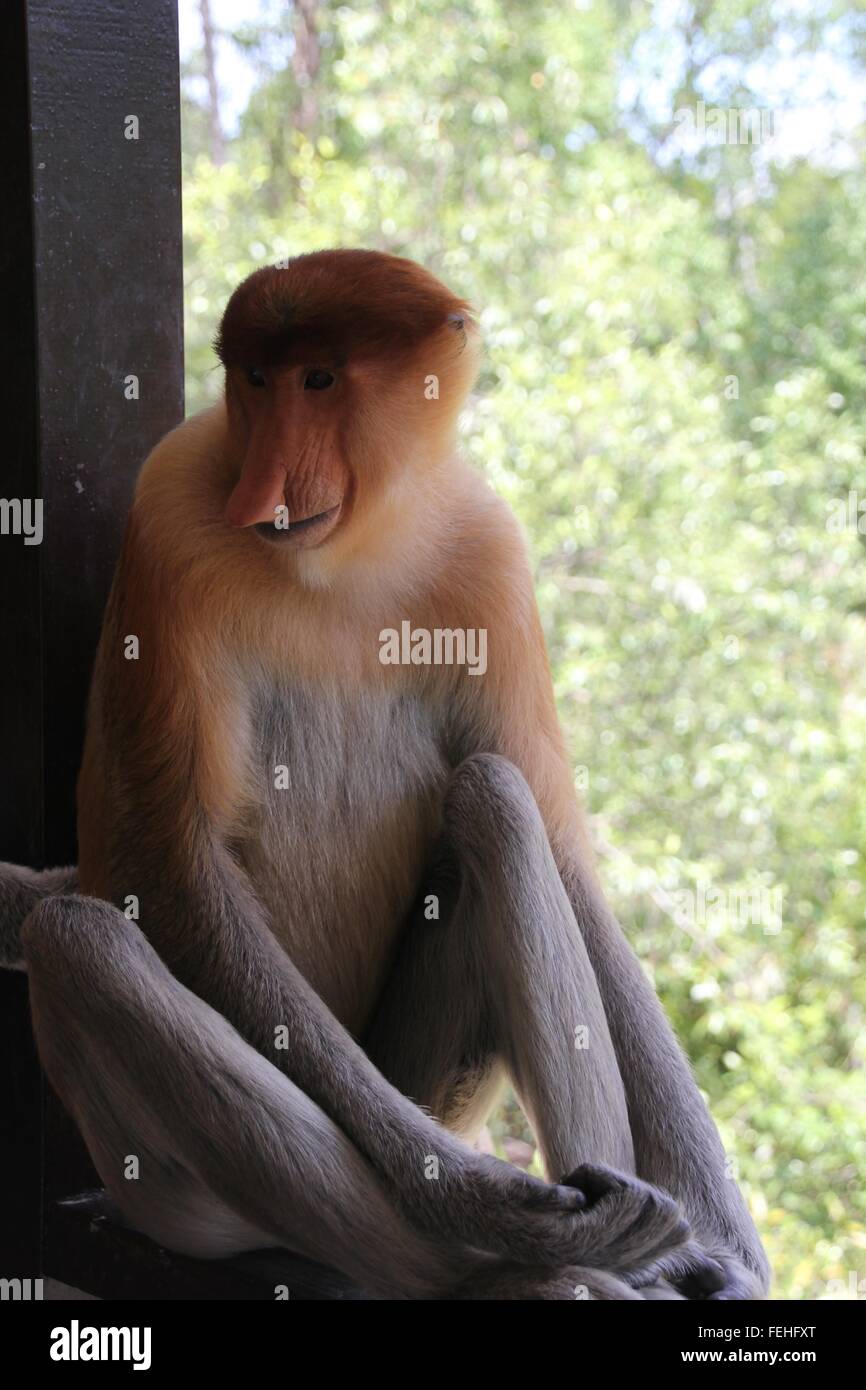 Proboscis Monkey Wallpaper