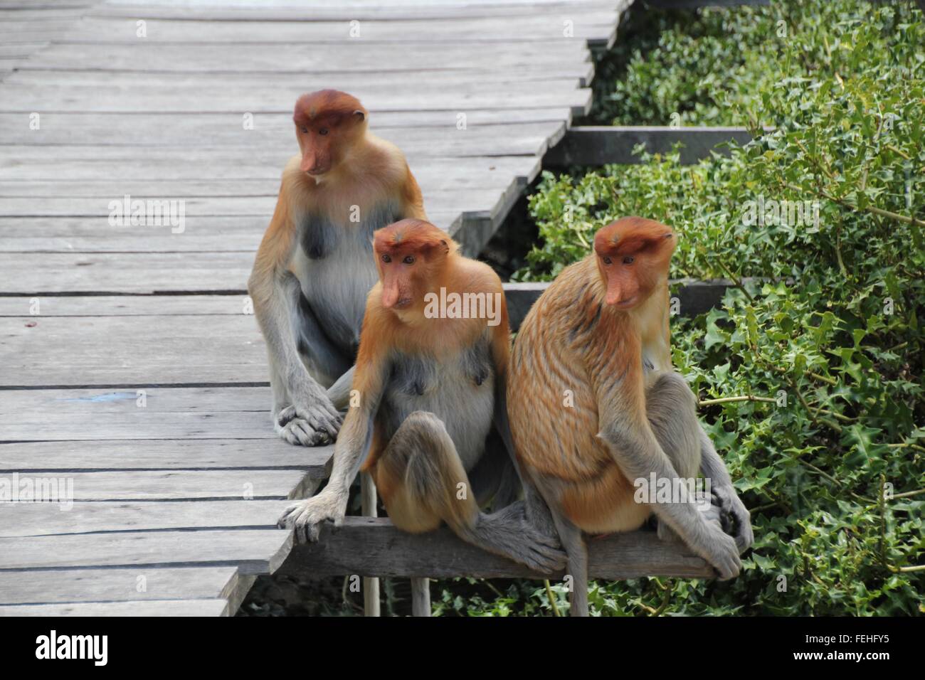 Trio of monkeys hi-res stock photography and images - Alamy