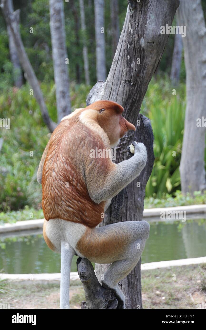 Monkey solo hi-res stock photography and images - Alamy