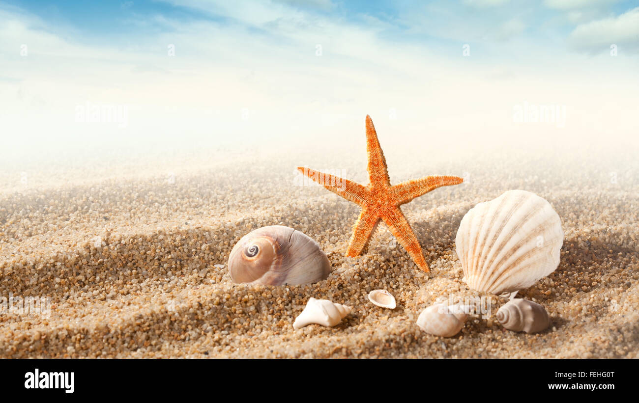 Sea shells on the sand Stock Photo - Alamy