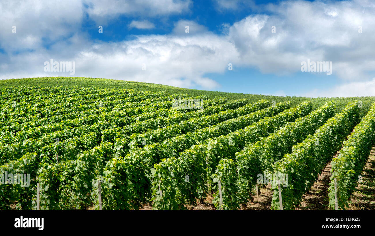 Vineyard landscape, Montagne de Reims, France Stock Photo - Alamy
