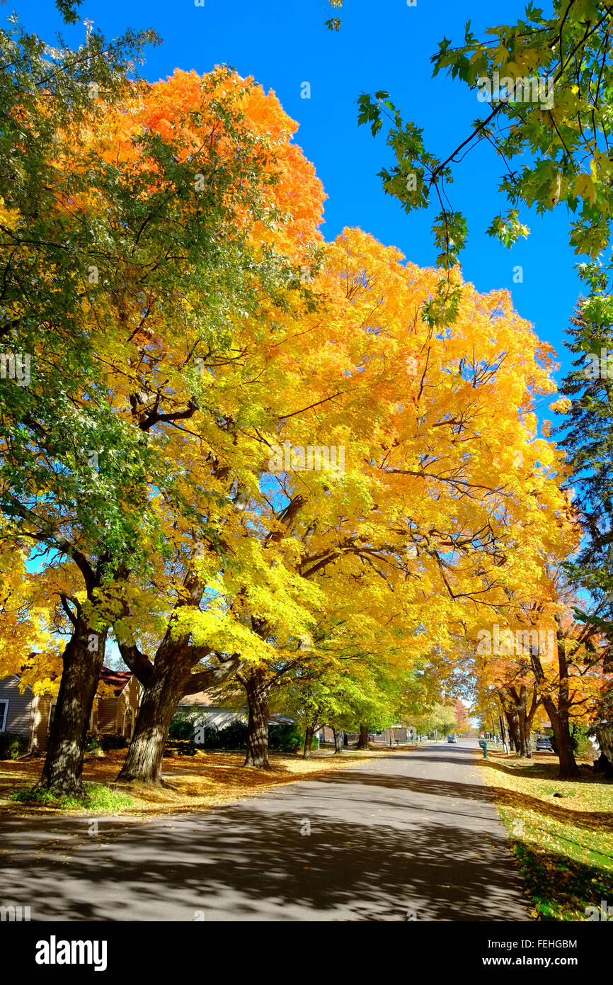 Fall colors in autumn with Maple Tree on Lake Huron Shore near ...