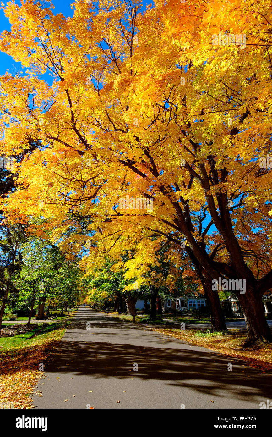 Fall colors in autumn with Maple Tree on Lake Huron Shore near ...