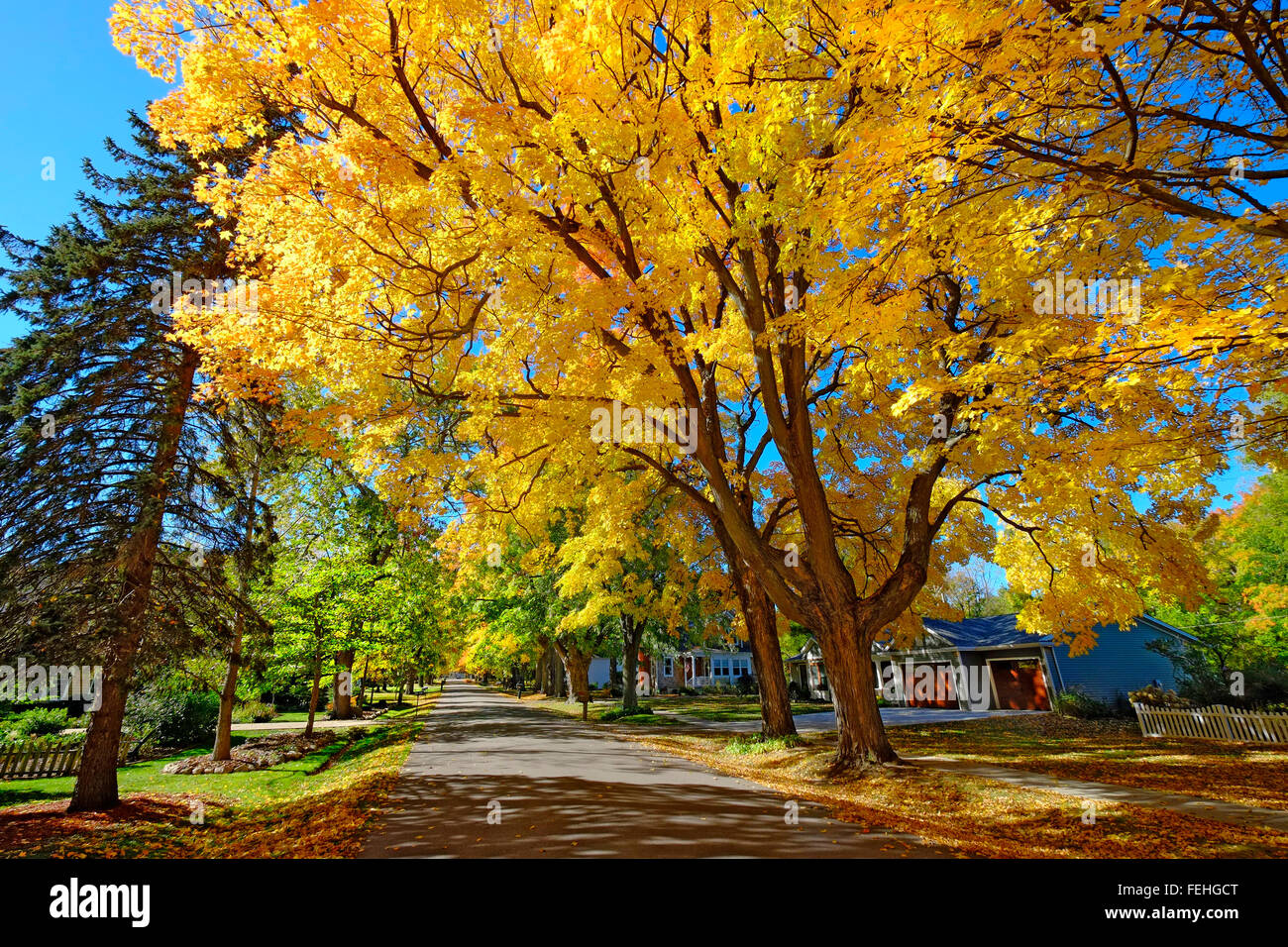 Fall colors in autumn with Maple Tree on Lake Huron Shore near ...