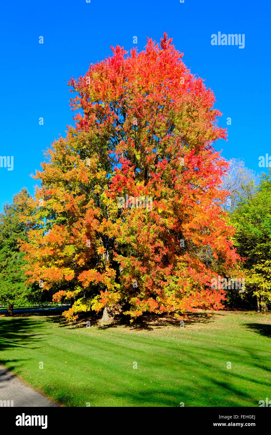 Fall colors in autumn with Maple Tree on Lake Huron Shore near ...