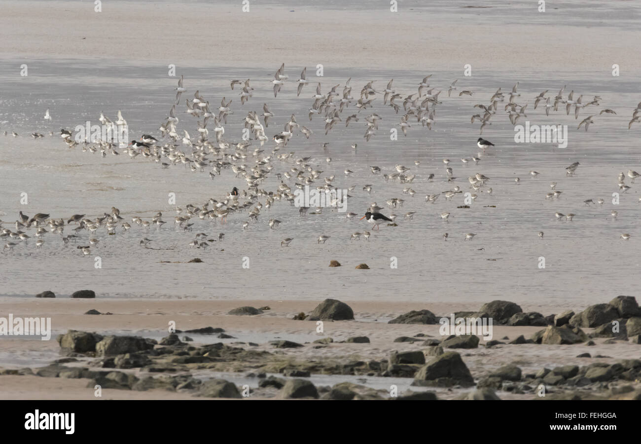Waders on the ebb tide, Mersehead Sands, near Southerness golf course ...
