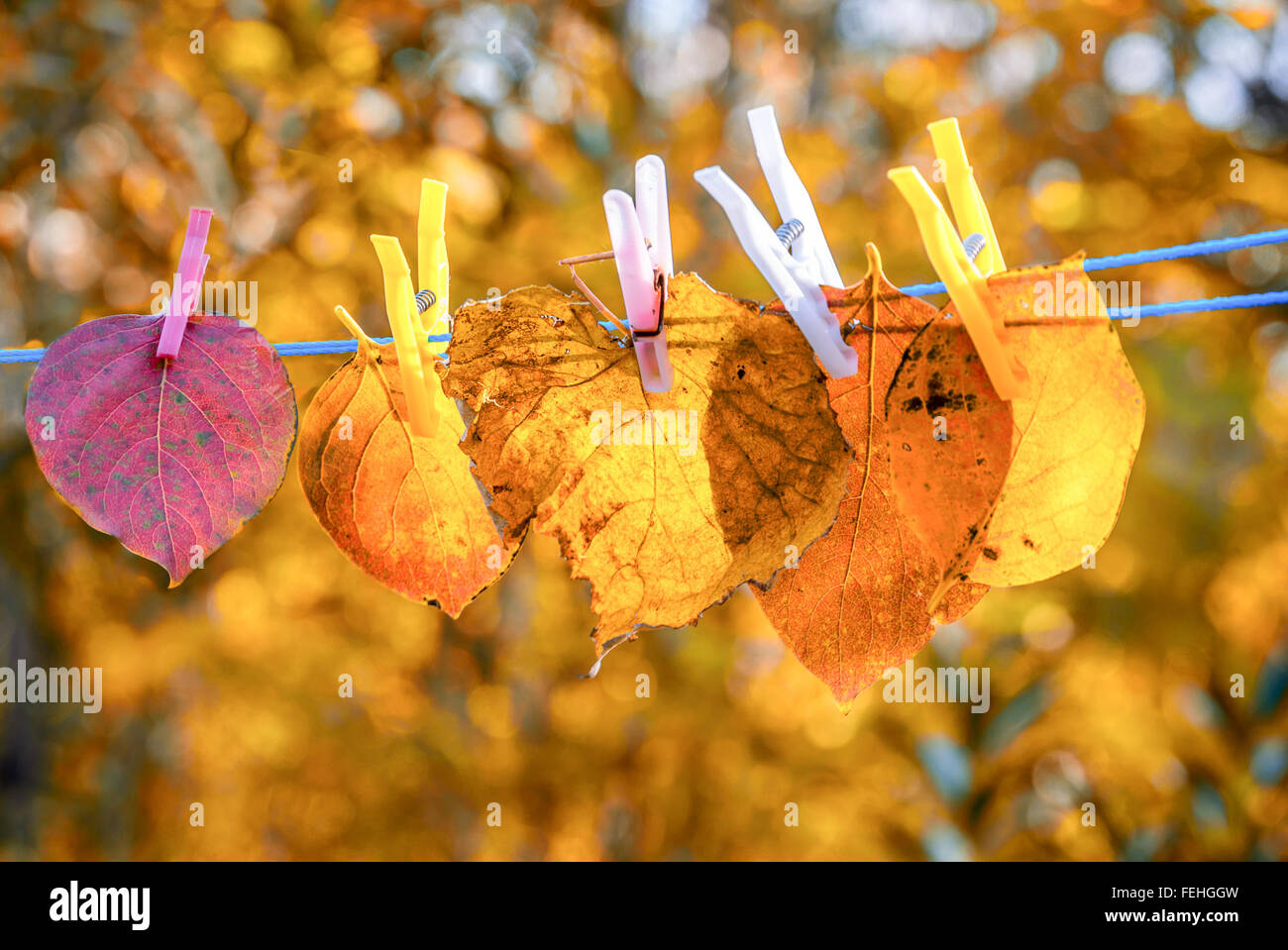 Hanging leaves hi-res stock photography and images - Alamy