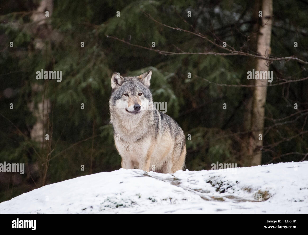 European grey wolf in snow with trees behind Stock Photo - Alamy