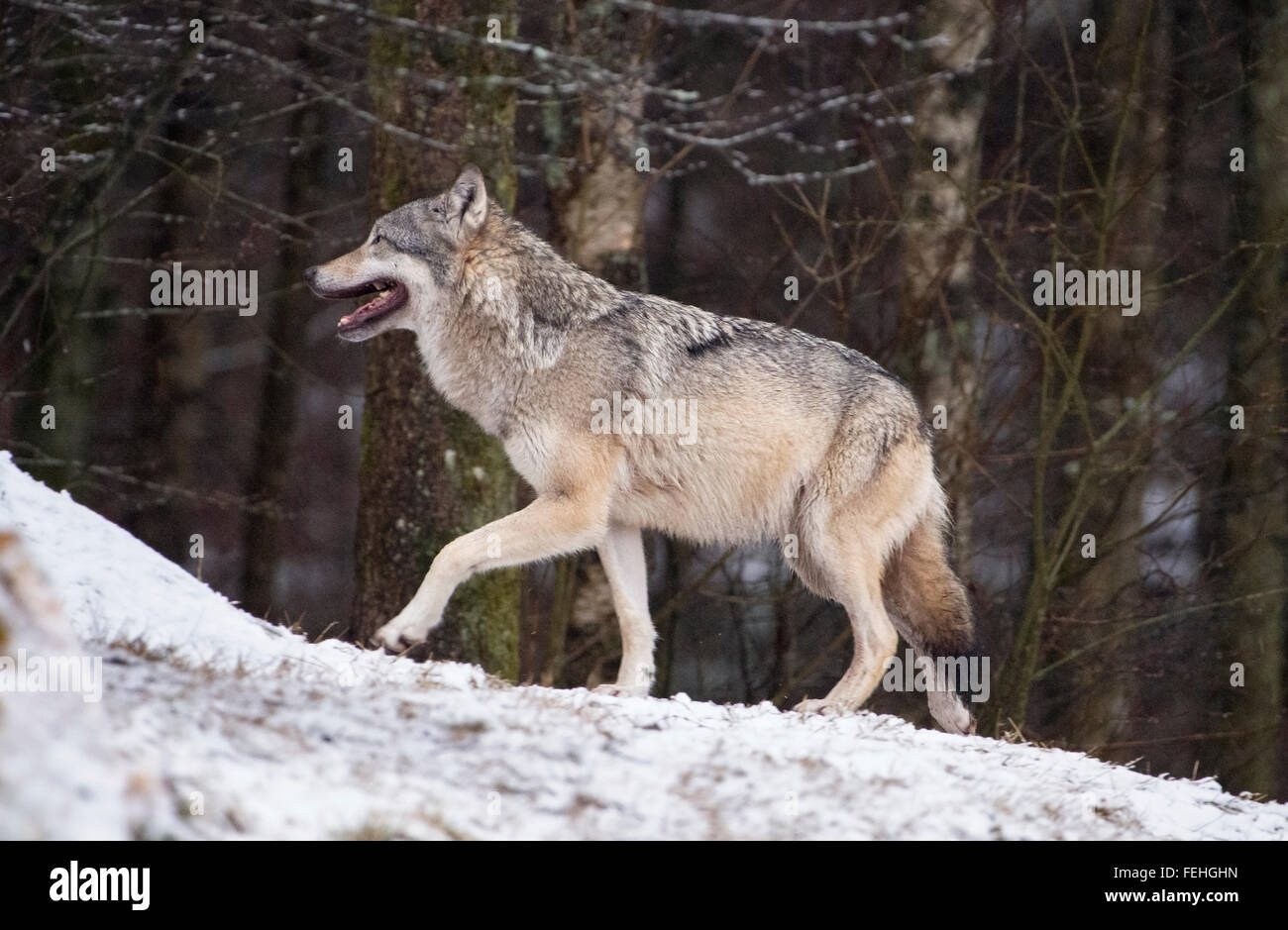 European grey wolf walking in snow with trees behind Stock Photo - Alamy