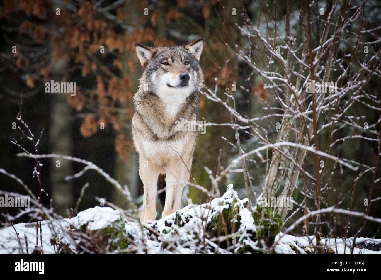 European grey wolf in snow with trees behind Stock Photo - Alamy