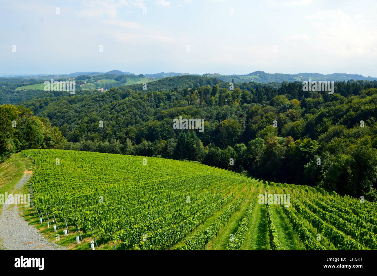Vineyards on the wine route near Gamlitz in the summer, Southern Styria ...