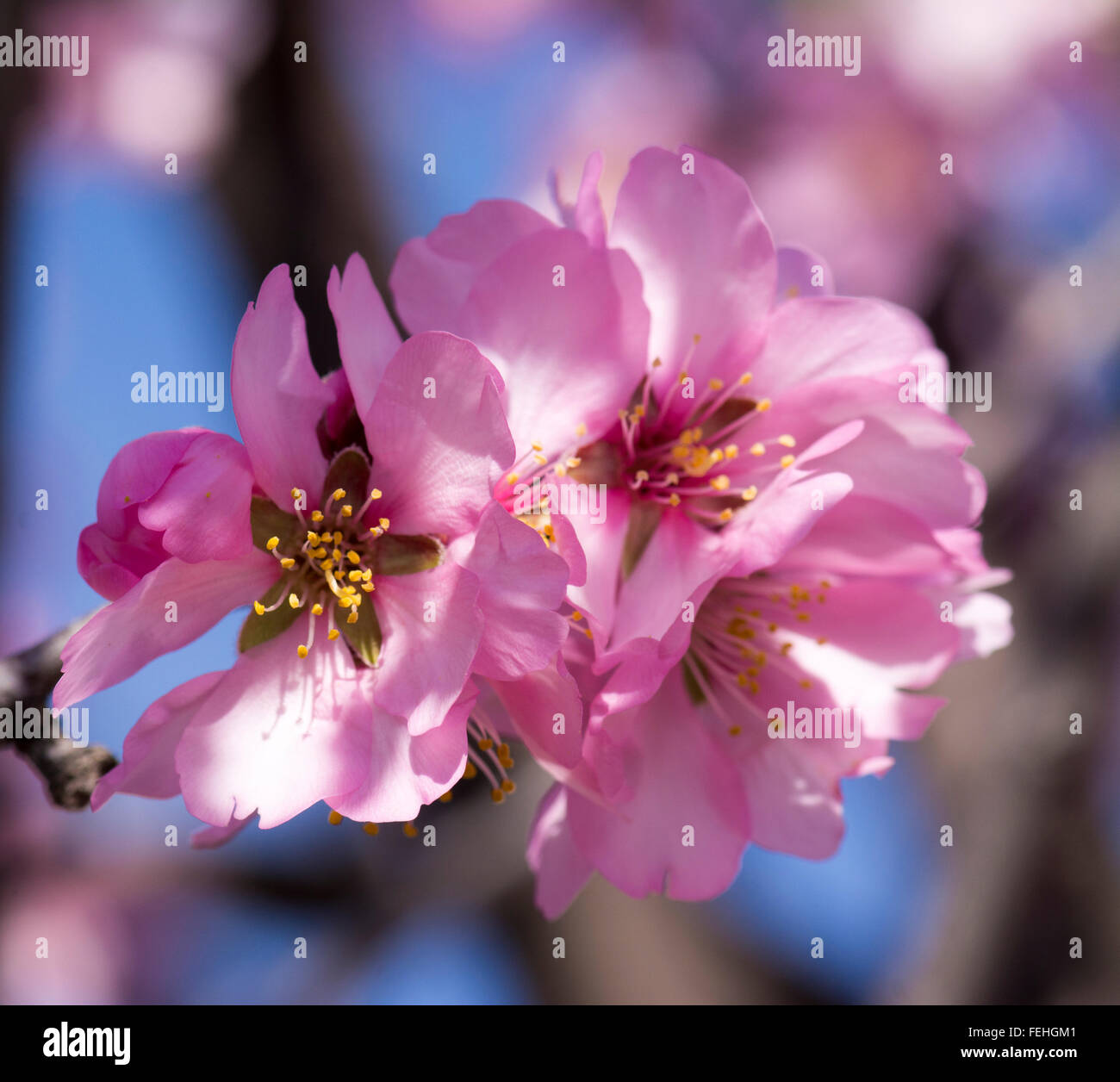 Almond tree flower hi-res stock photography and images - Alamy