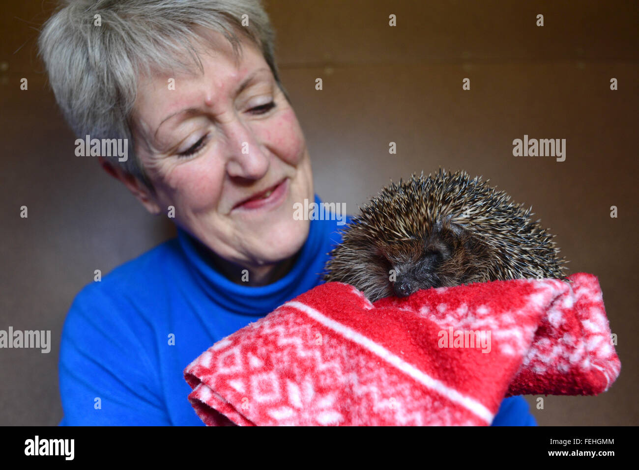 Sick hedgehog hi-res stock photography and images - Alamy