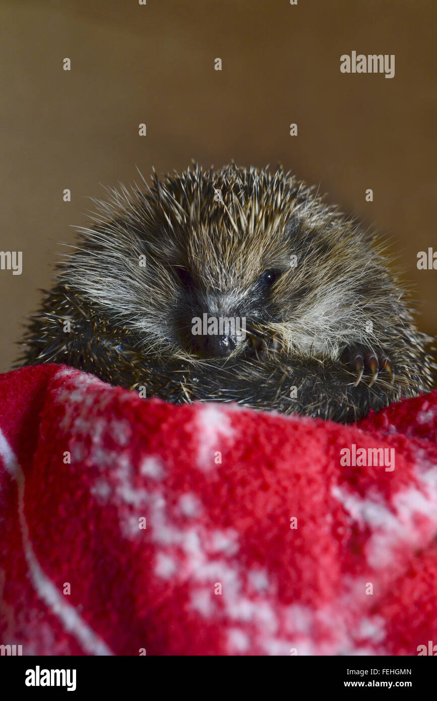 Hedgehog hospital hi-res stock photography and images - Alamy