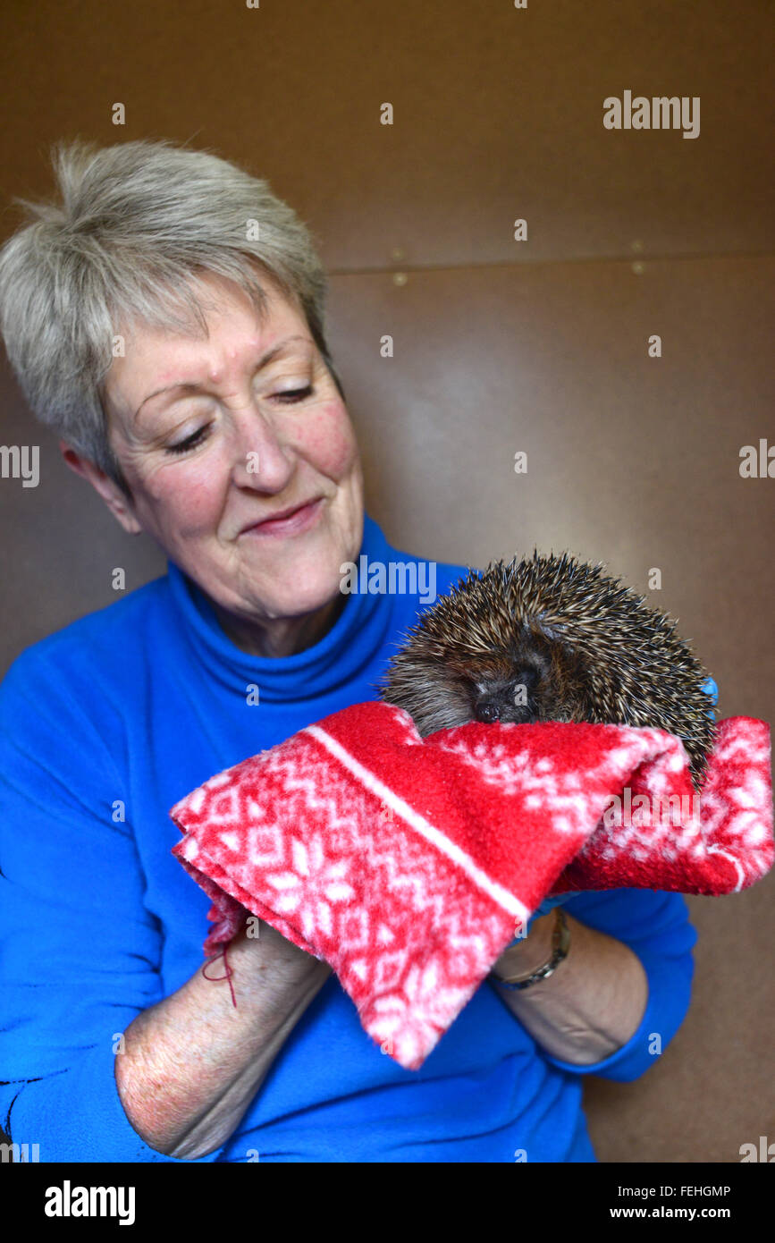 Sick Hedgehog High Resolution Stock Photography and Images - Alamy