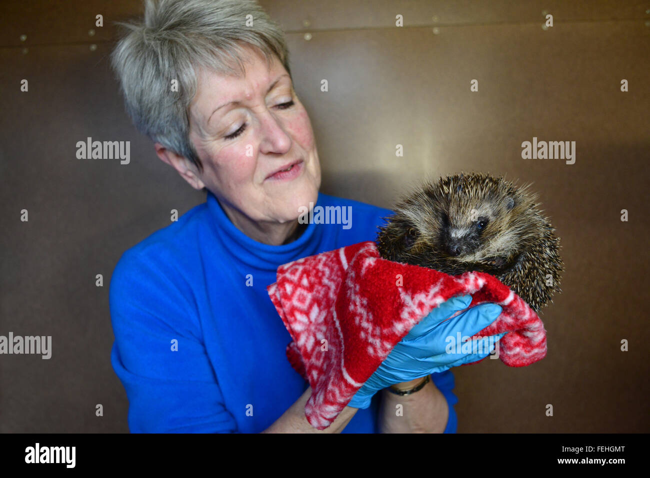 A woman looking after a sick hedgehog at a hedgehog hospital Stock ...