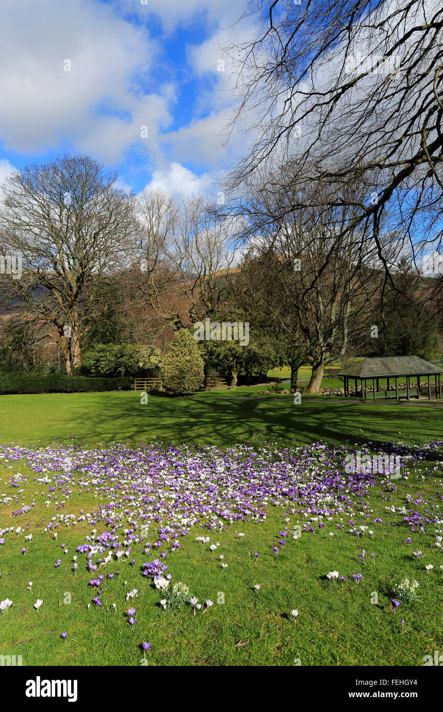 Spring crocus flowers, Fitz Park, Keswick town, Lake District National ...