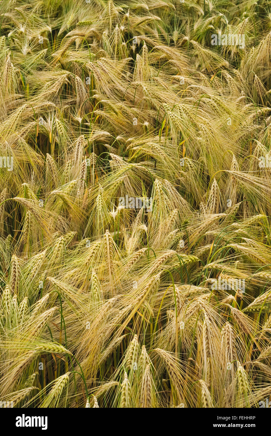 Triticum Durum High Resolution Stock Photography and Images - Alamy