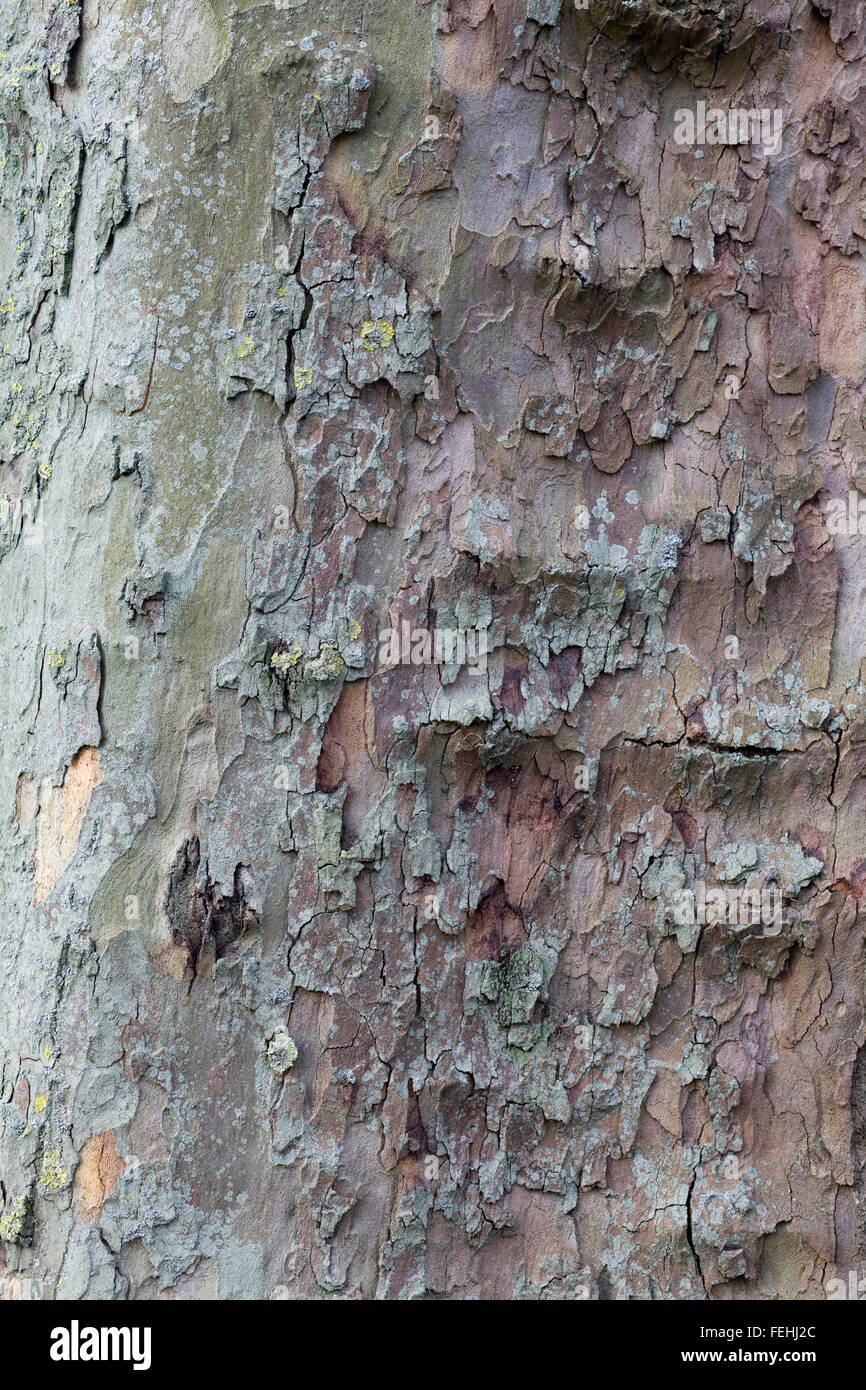 Chestnut tree bark hi-res stock photography and images - Alamy