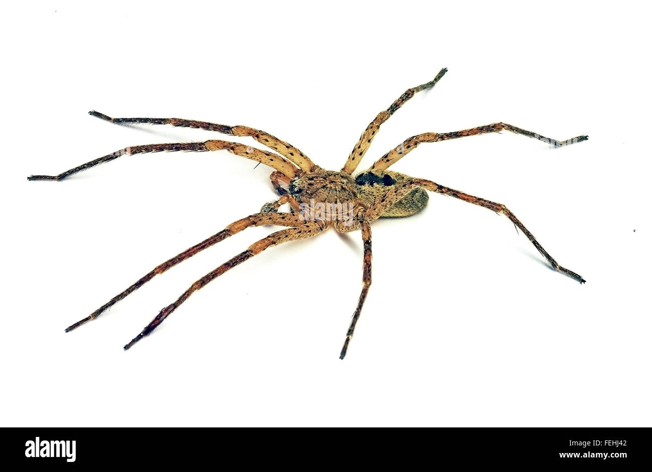 Isolated spider (Zoropsis spinimana Stock Photo - Alamy