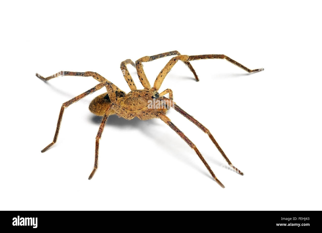 Isolated spider (Zoropsis spinimana Stock Photo - Alamy