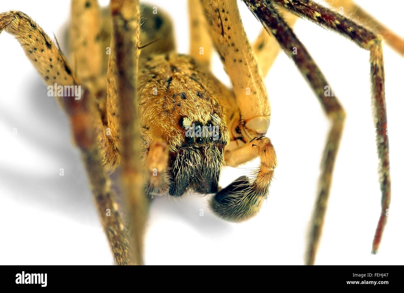 Zoropsis spinimana spider hi-res stock photography and images - Alamy