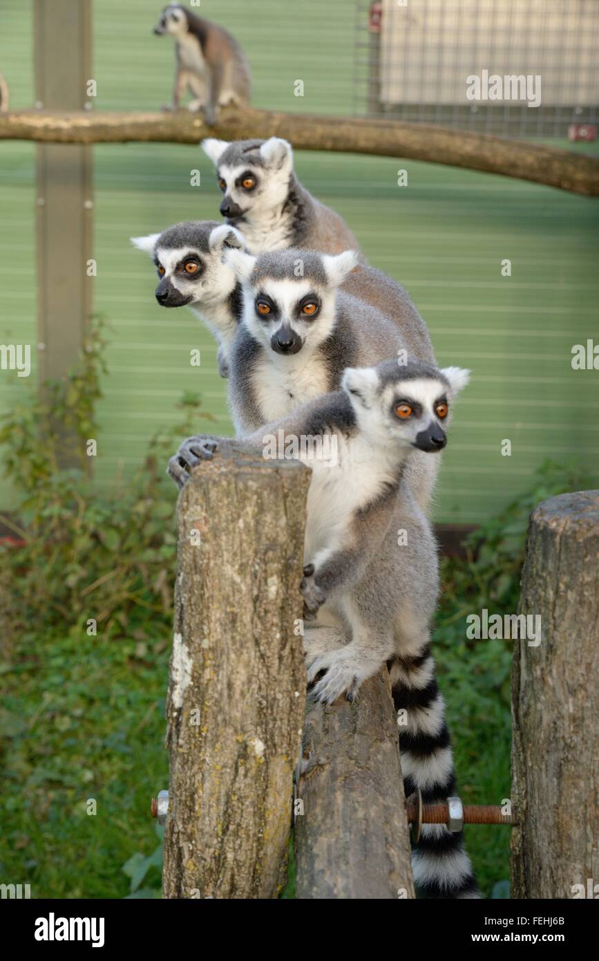 Lemur Maki catta Stock Photo - Alamy