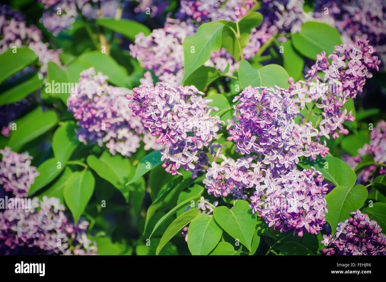 Spring lilac flowers Stock Photo - Alamy