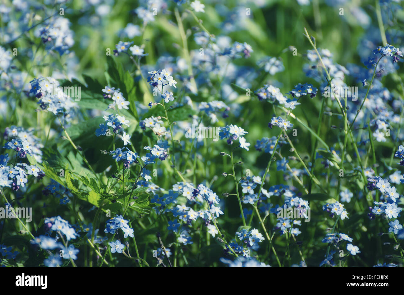 Forget-me-not flowers background Stock Photo - Alamy