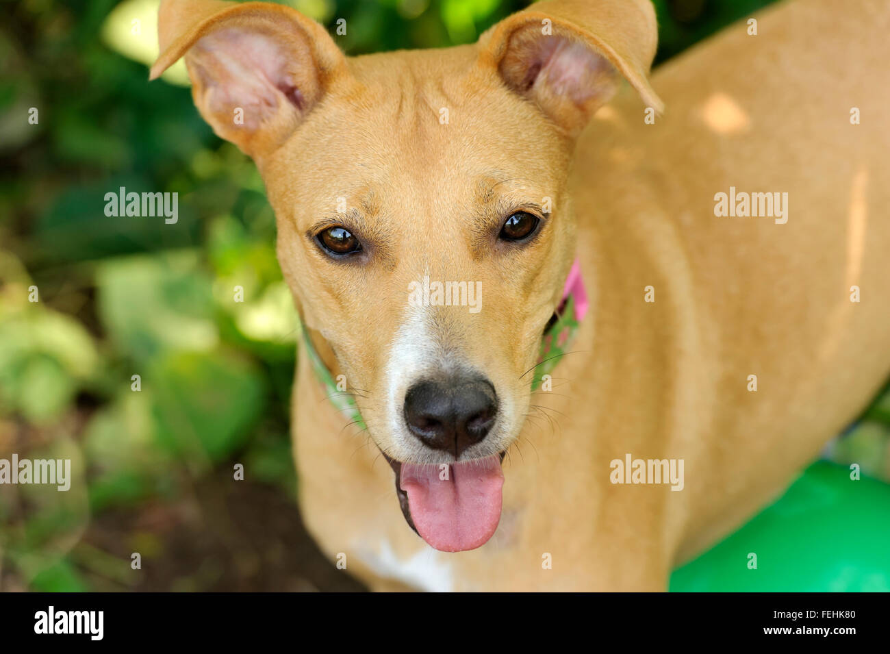 Happy dog is a cute dog outdoors looking at you with his pretty face ...