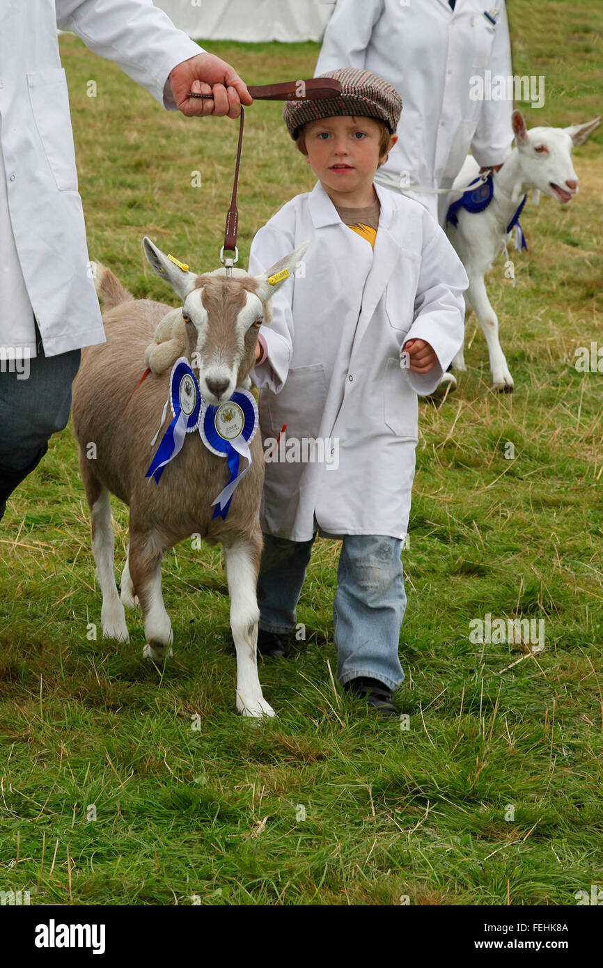 Prize winning goat hi-res stock photography and images - Alamy