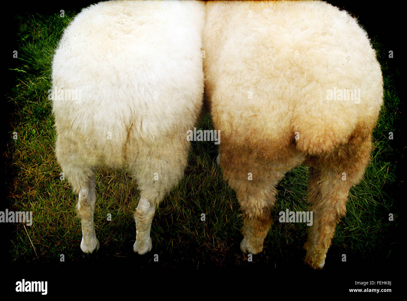 Bonded animals hi-res stock photography and images - Alamy