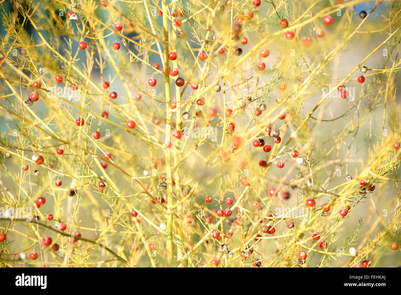Red berries asparagus plant Stock Photo - Alamy