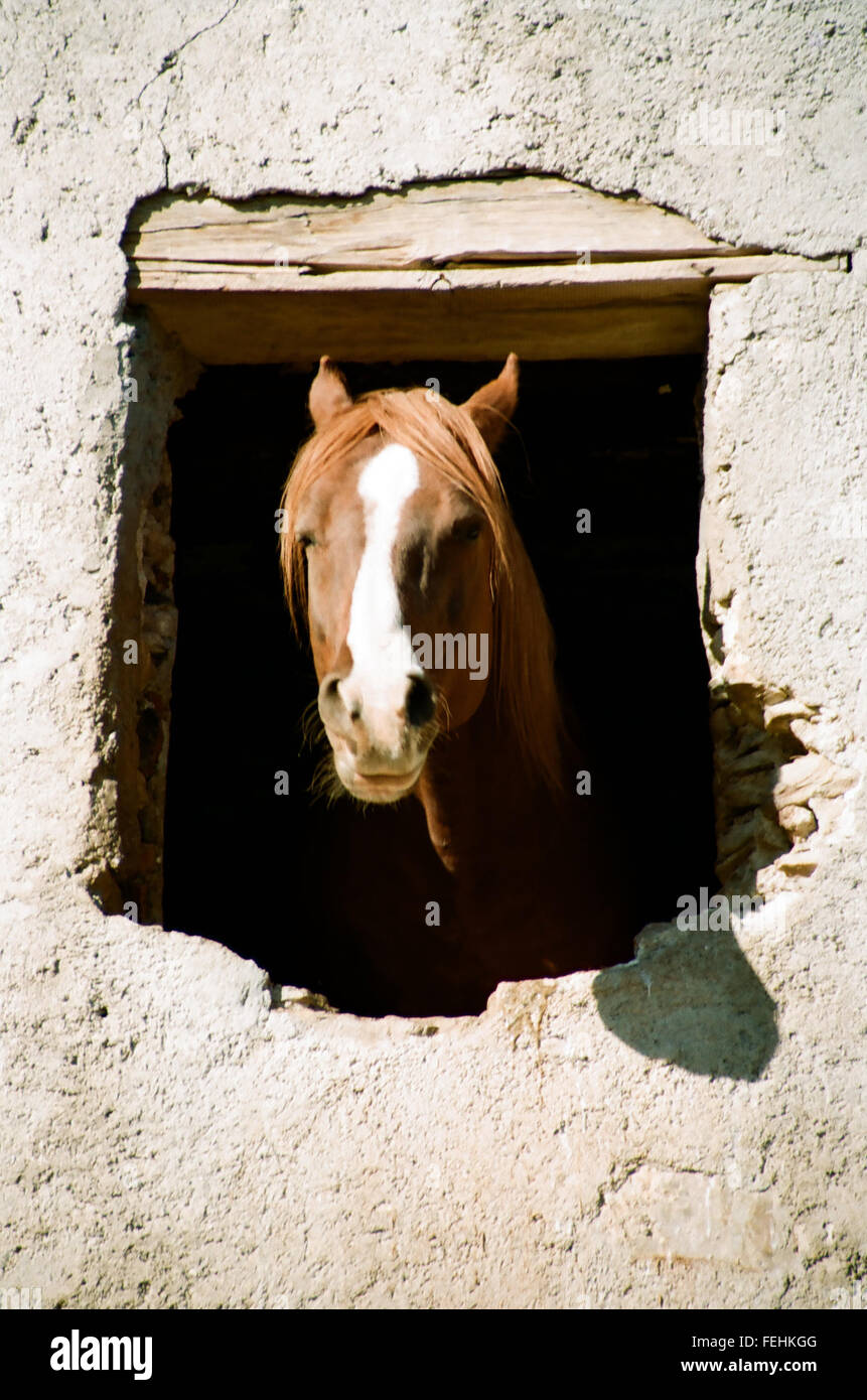 Arabian horse in stable Stock Photo - Alamy