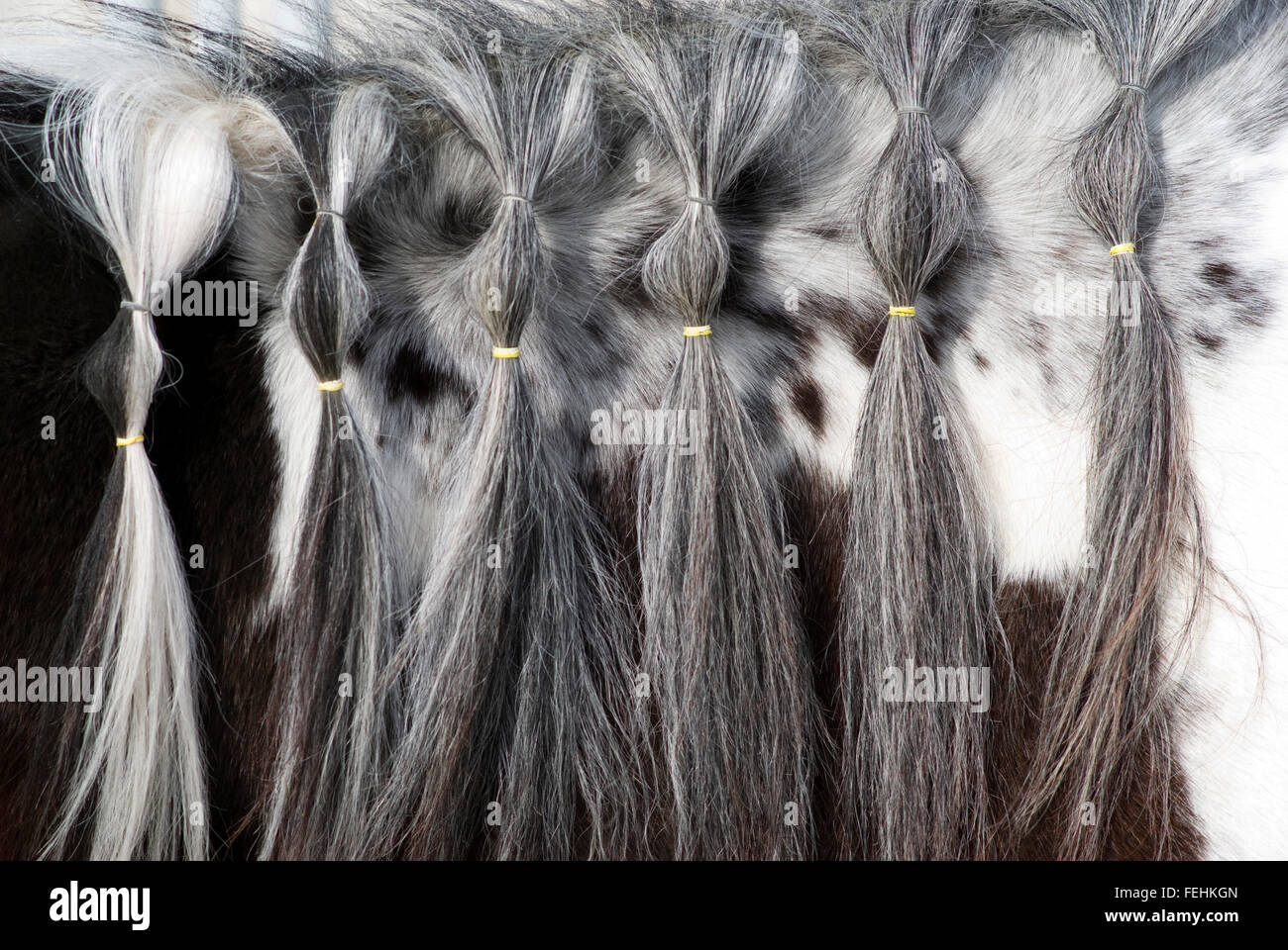 Braided mane of a horse Stock Photo - Alamy