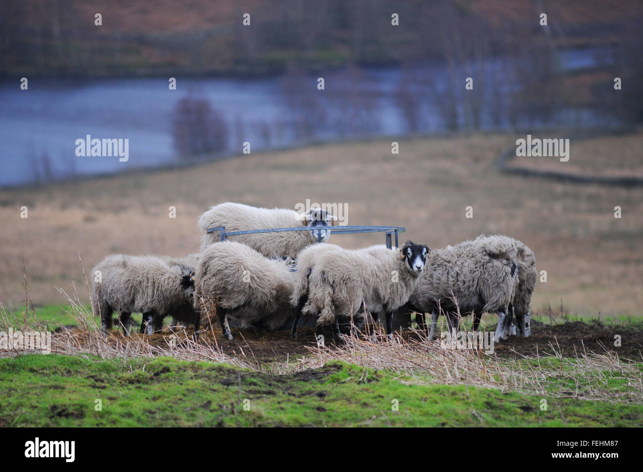 Farm animals in the peak district hi-res stock photography and images ...