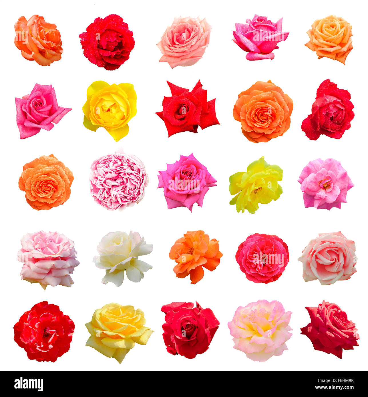 Big set of roses Stock Photo - Alamy