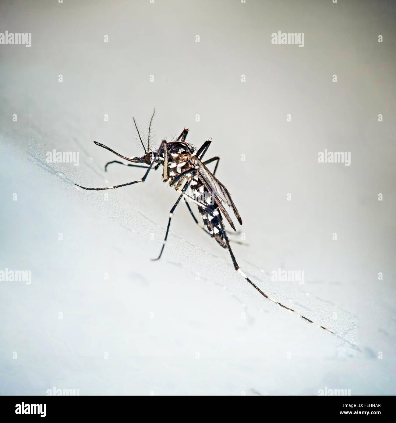 Tiger mosquito, Aedes albopictus. Vector for Zika virus etc Stock Photo ...