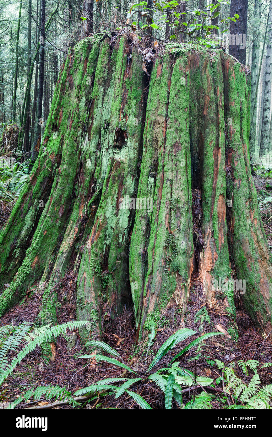 Rotting stump of a Western Red Cedar tree in a temperate rain forest ...