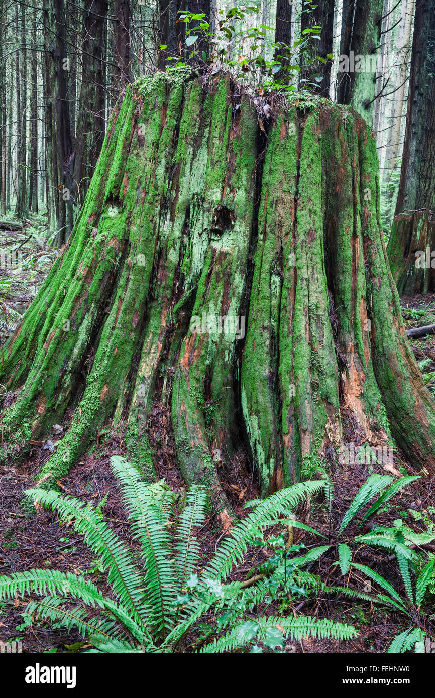 Rotting stump of a Western Red Cedar tree in a temperate rain forest ...