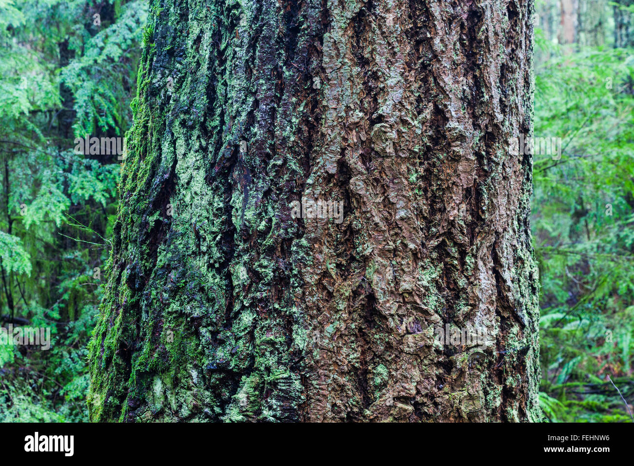 Fir tree bark showing the difference between north and south facing ...