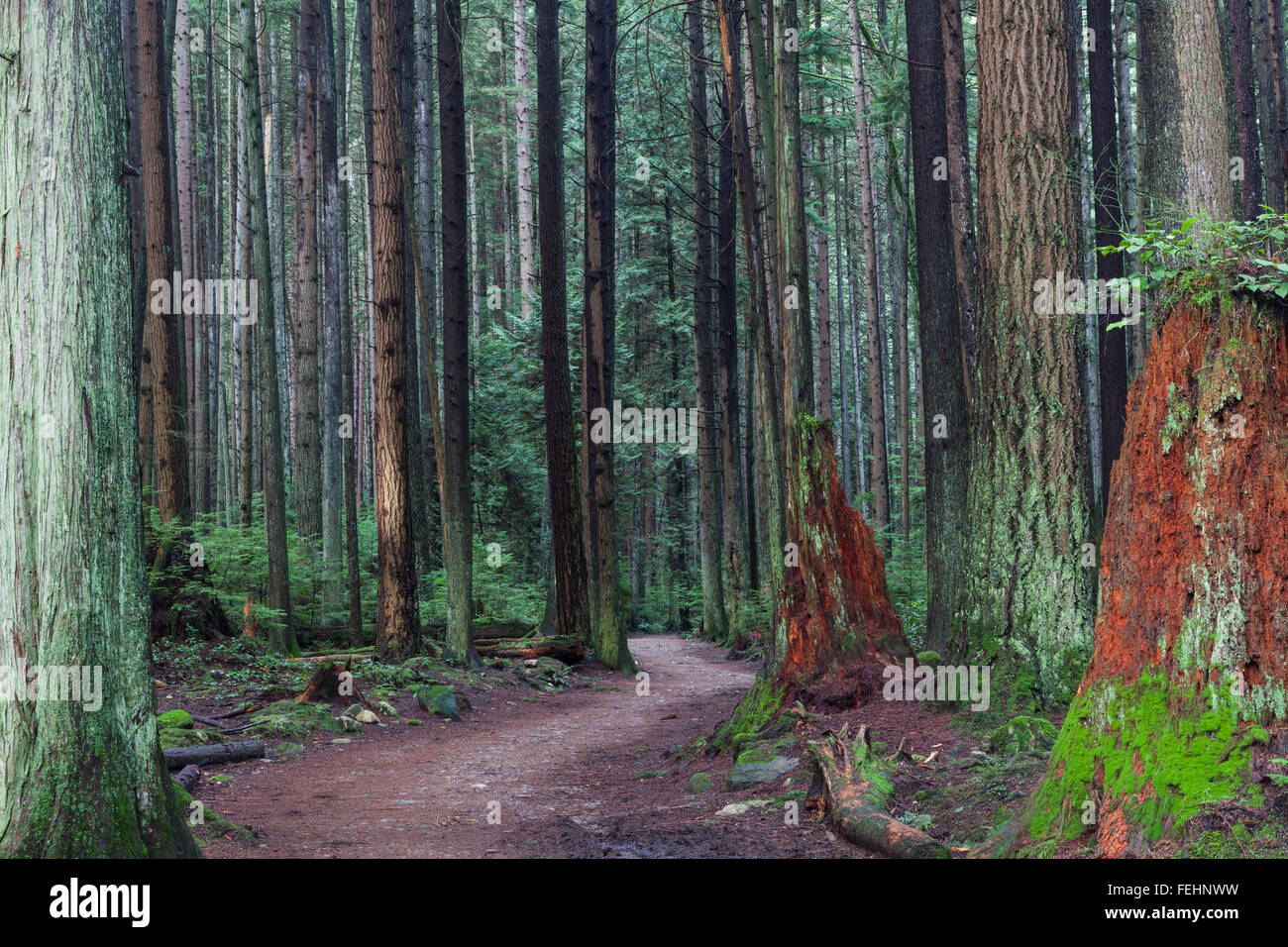 Hiking trail through a dense temperate rain forest Stock Photo - Alamy