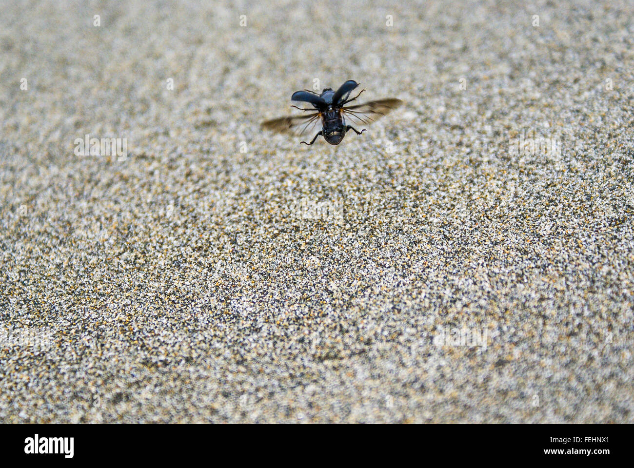 Flight Beetle High Resolution Stock Photography and Images - Alamy