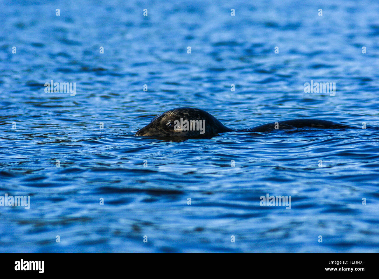A harbor seal floats in the waters of Puget Sound, Washingon USA Stock ...