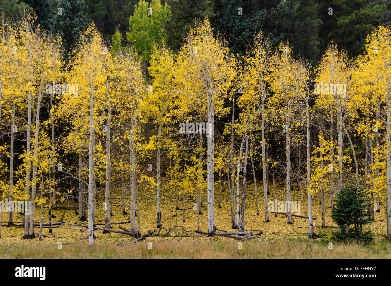 Yellow and green autumn aspen leaves changing fall foliage hi-res stock ...