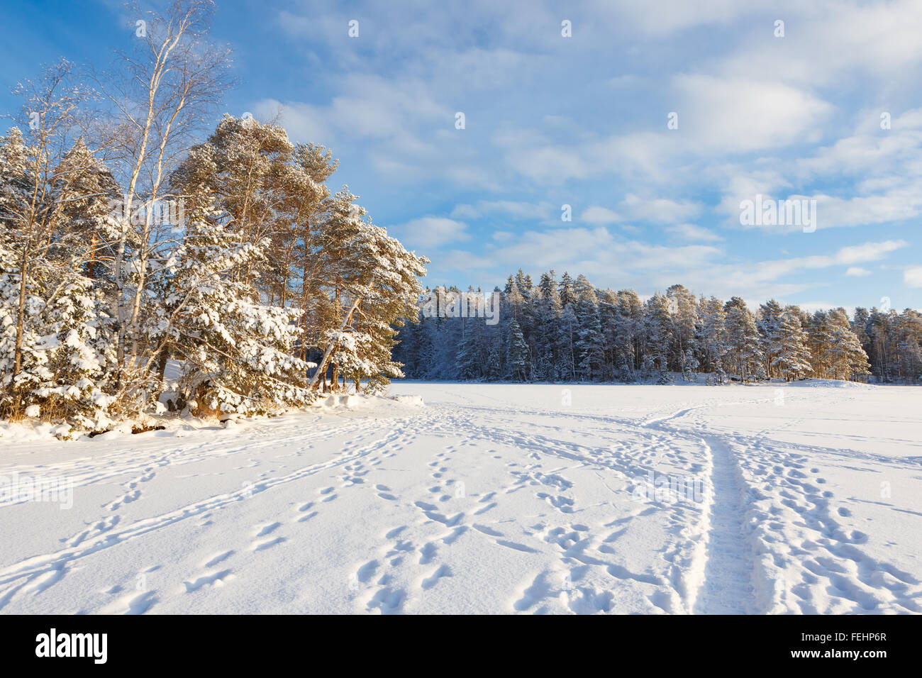 Frozen lake and snow covered forest Stock Photo - Alamy