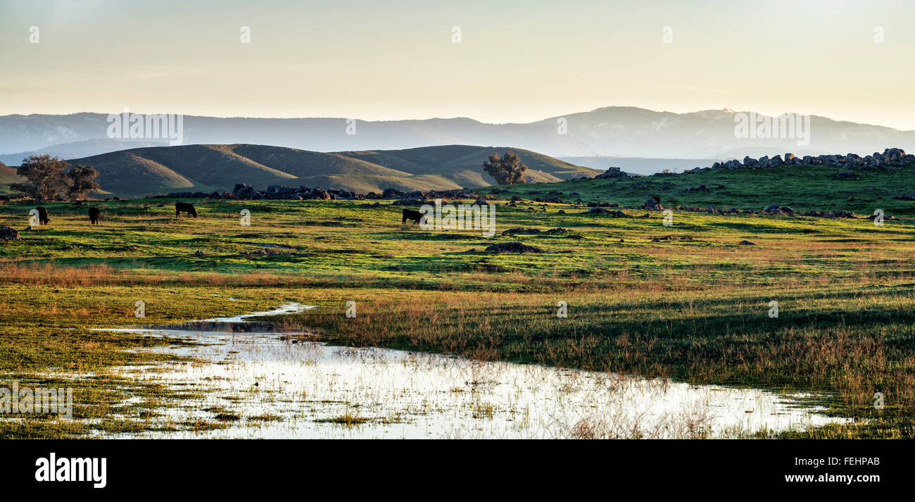 Grazing meadow hi-res stock photography and images - Alamy